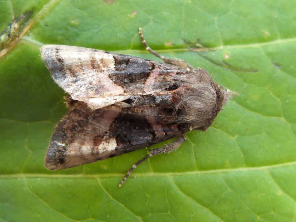 Small Angle Shades | NatureSpot