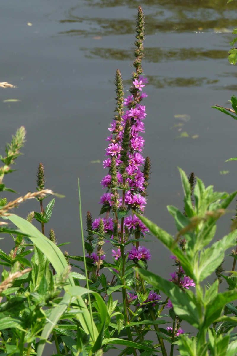 Purple-loosestrife | NatureSpot