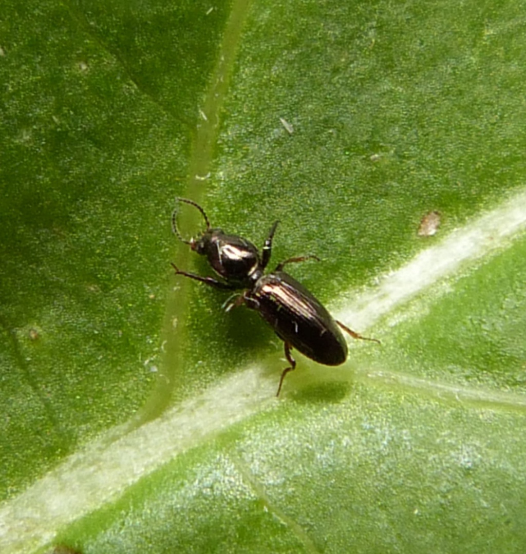 Dyschirius politus | NatureSpot