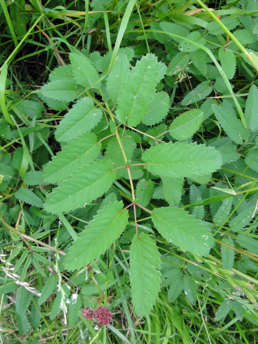 Great Burnet | NatureSpot
