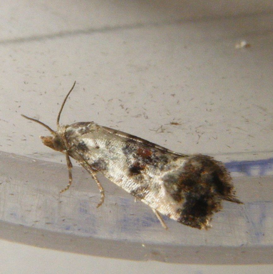 Neocochylis hybridella | NatureSpot