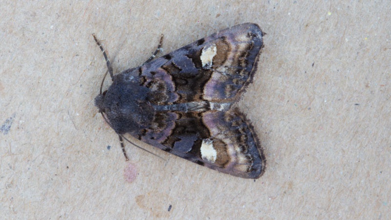 Small Angle Shades | NatureSpot