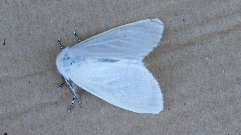 White Satin Moth | NatureSpot