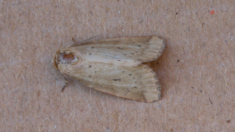 Small Dotted Buff | NatureSpot