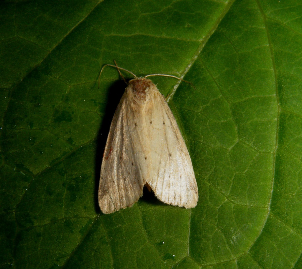 Small Dotted Buff | NatureSpot