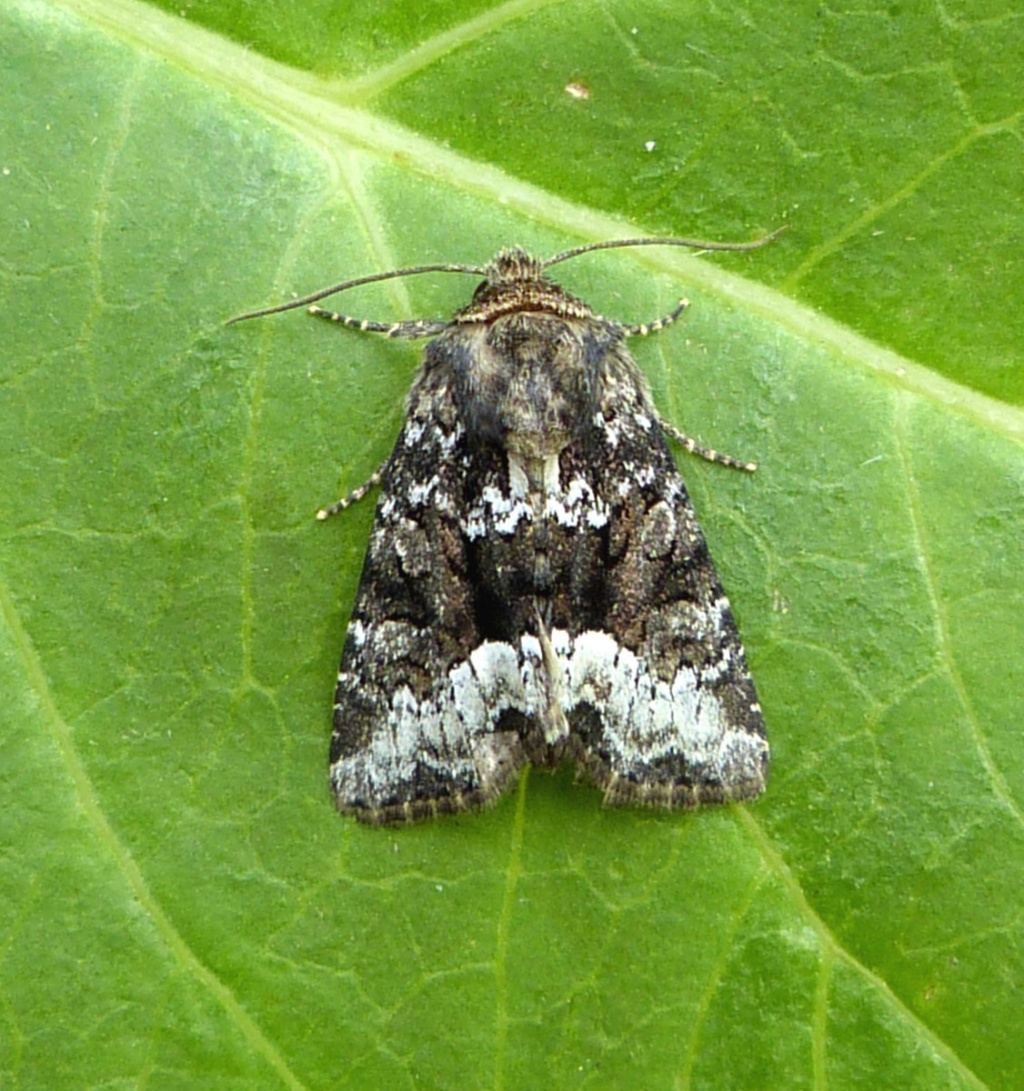 Marbled Minor | NatureSpot