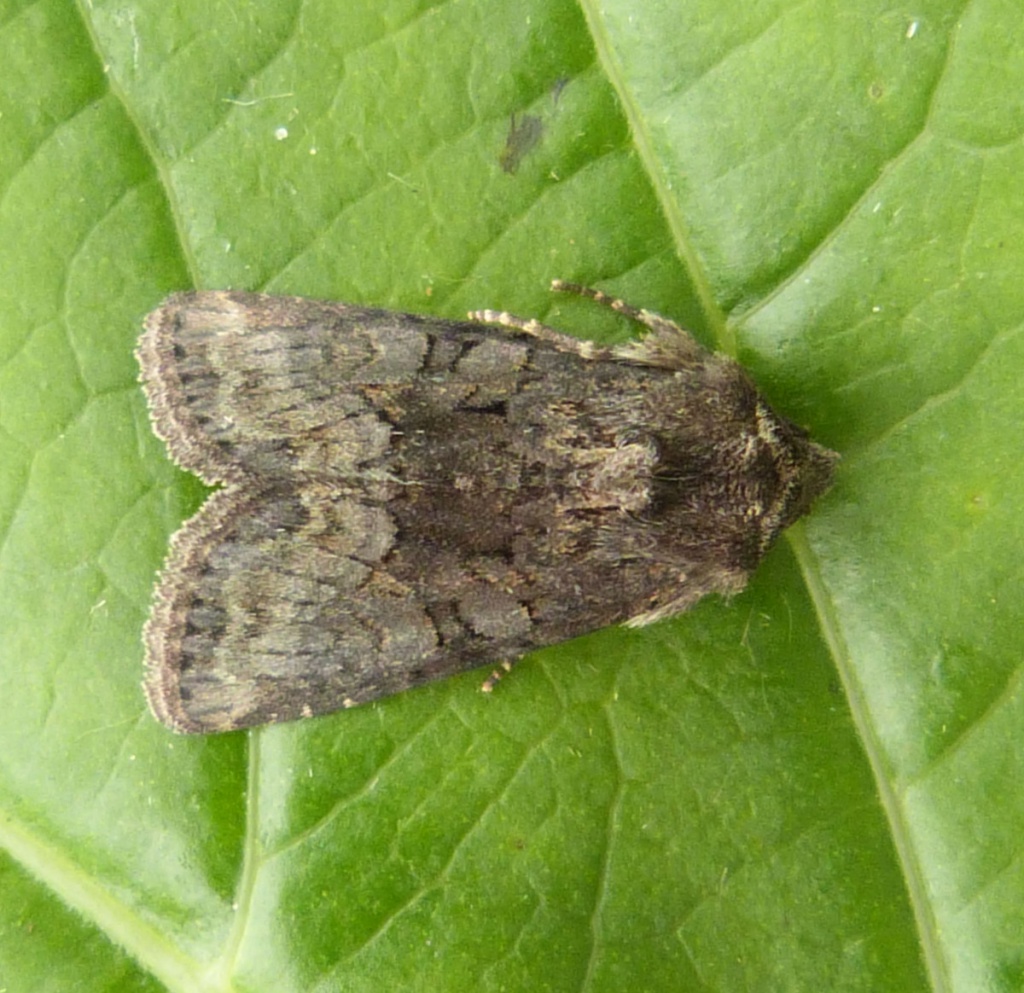 Marbled Minor | NatureSpot