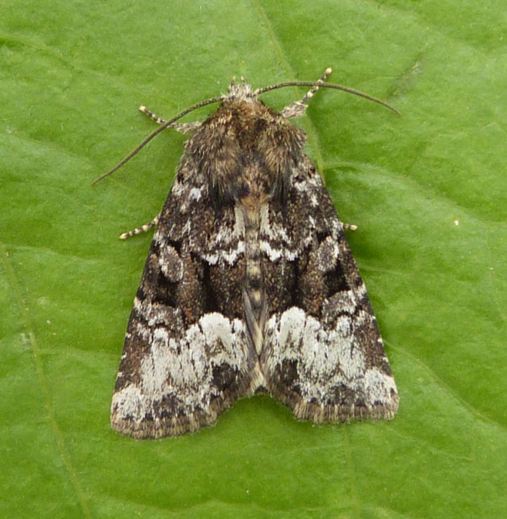 Marbled Minor | NatureSpot