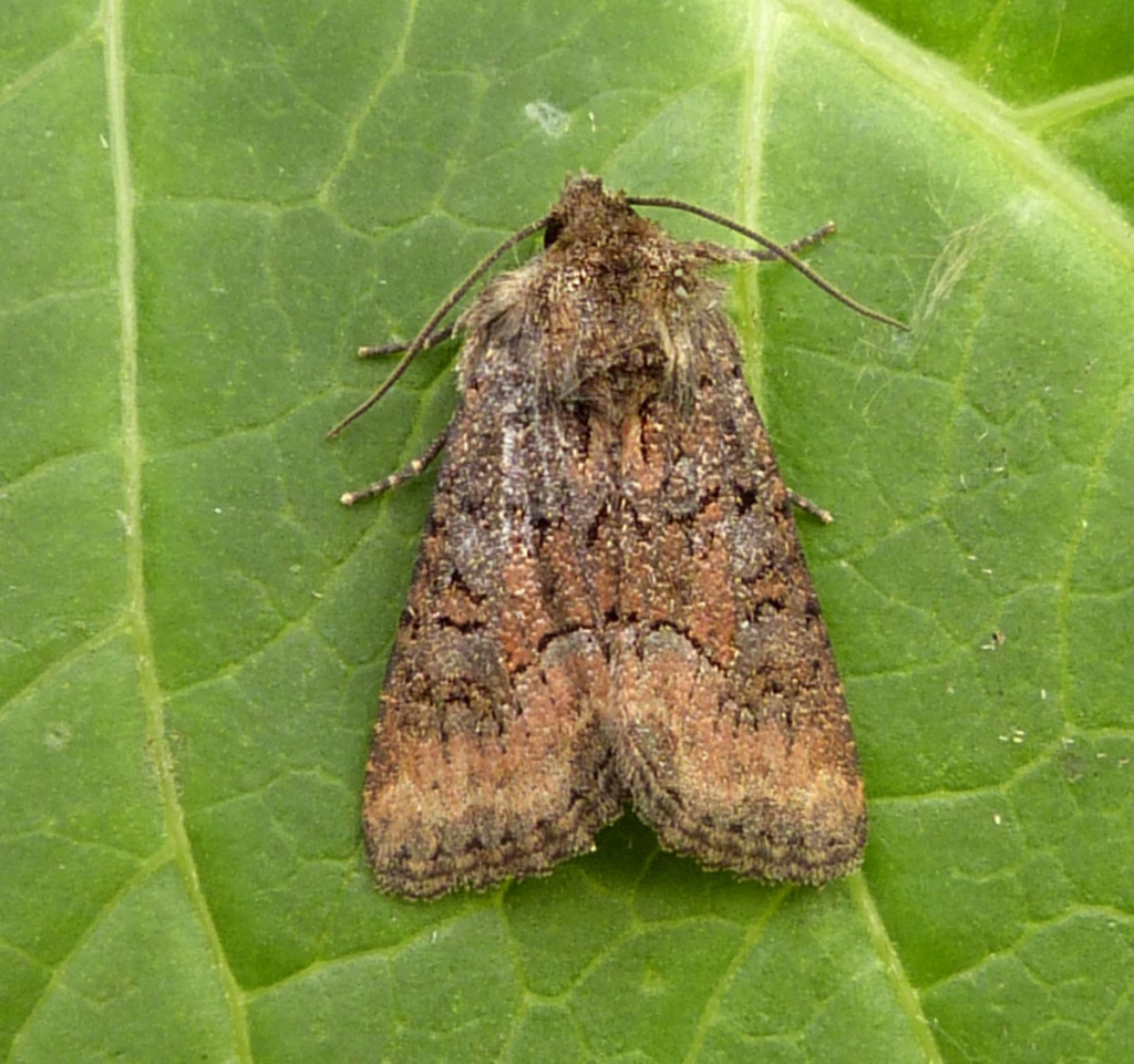 Tawny Marbled Minor | NatureSpot