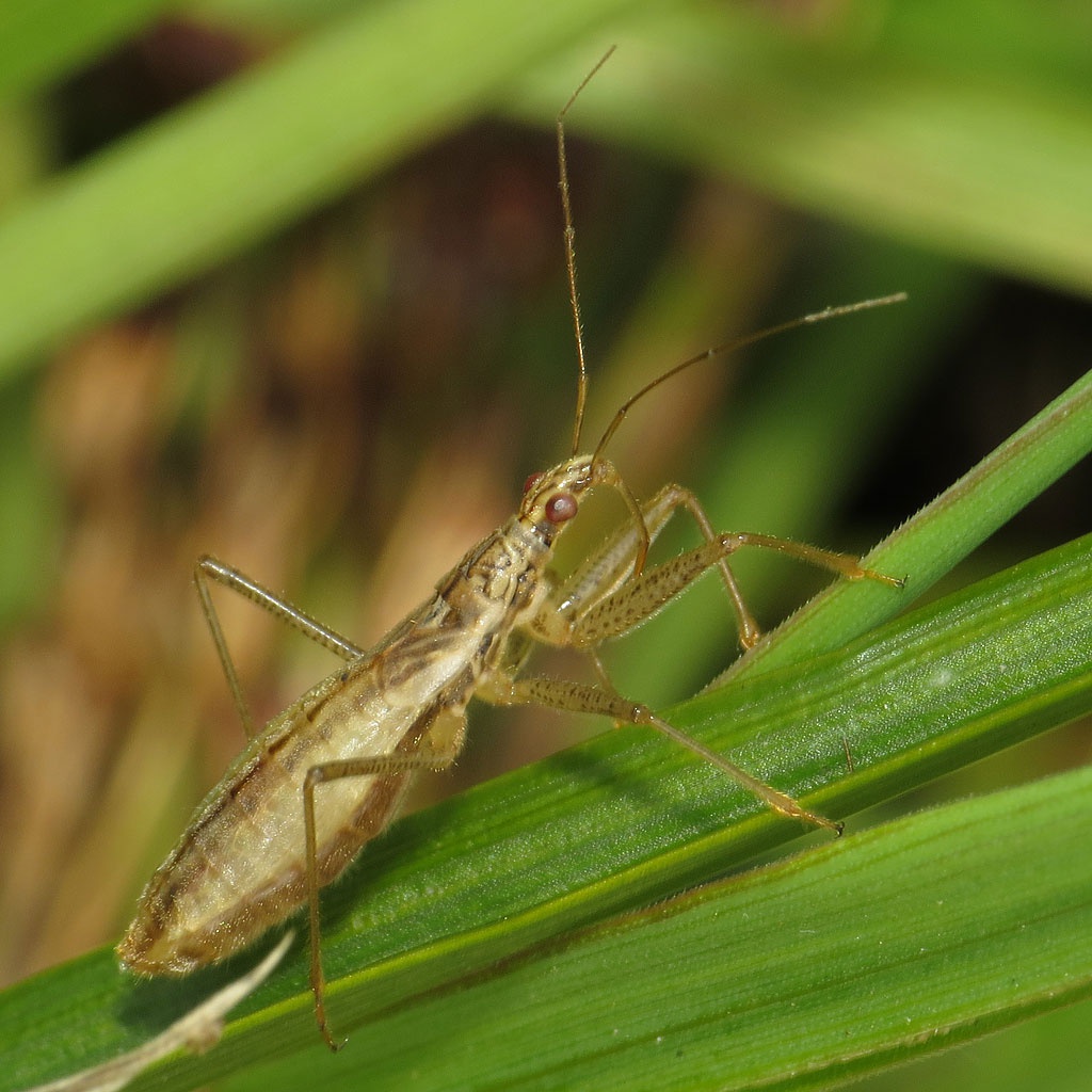 Marsh Damselbug | NatureSpot