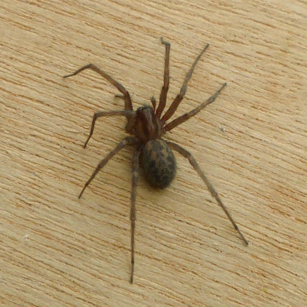 Common House spider NatureSpot