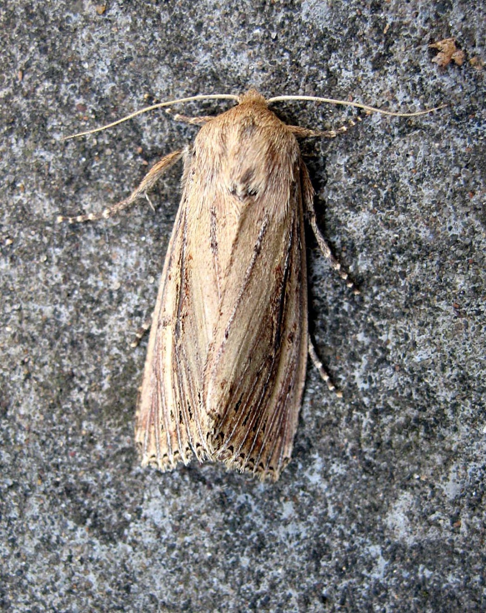 Bulrush Wainscot | NatureSpot