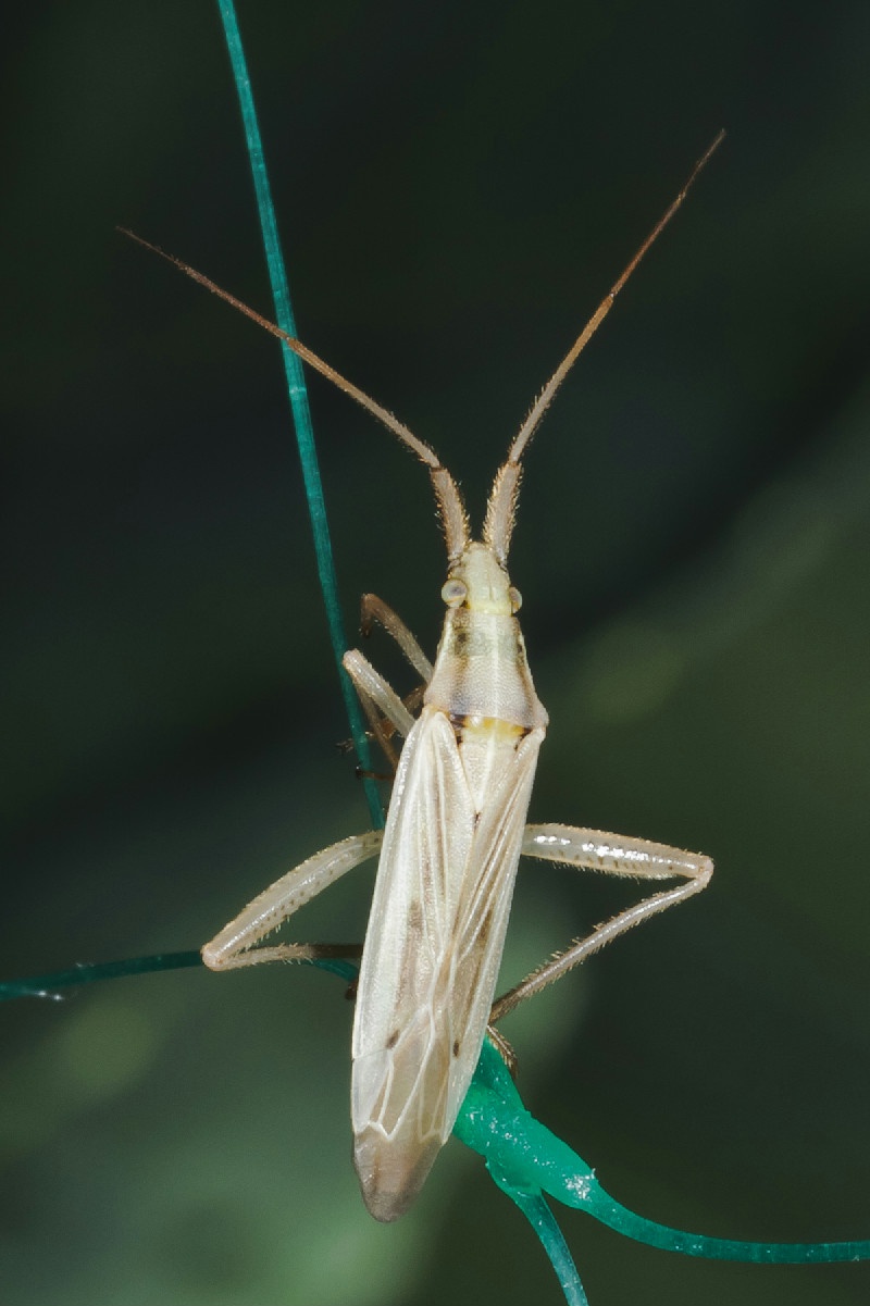Stenodema laevigata | NatureSpot