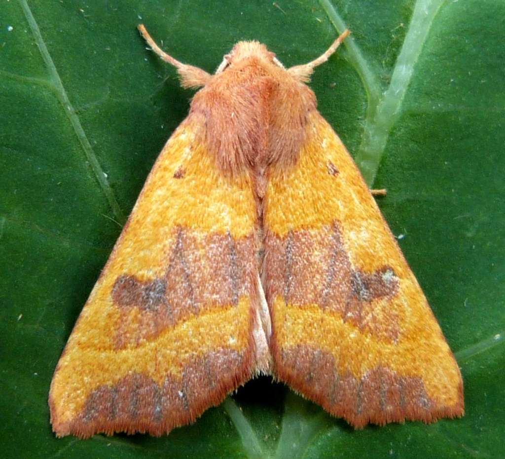 Centre-barred Sallow | NatureSpot