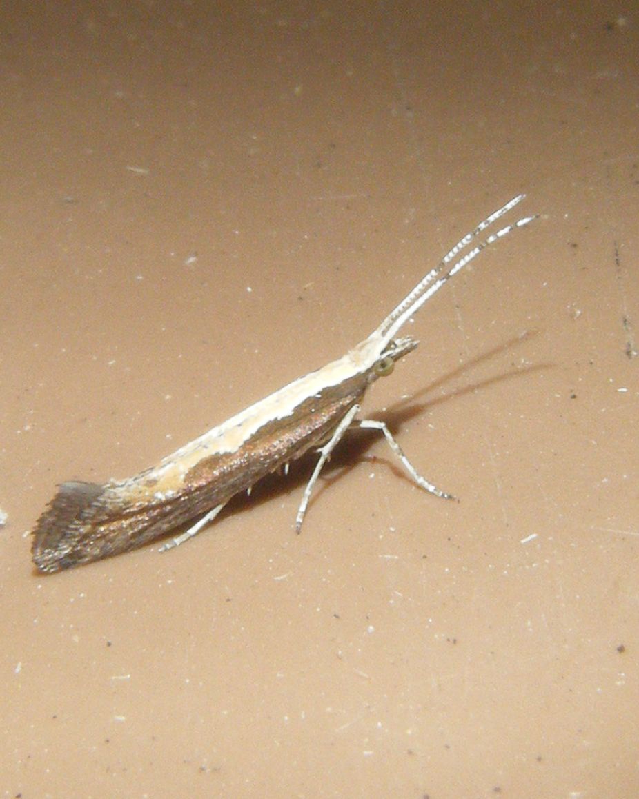 Diamond-back Moth | NatureSpot