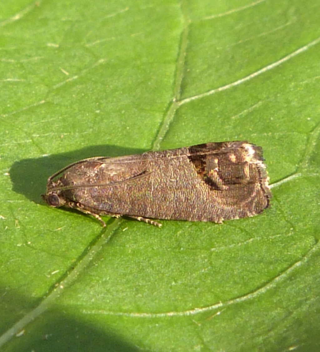 Codling Moth | NatureSpot