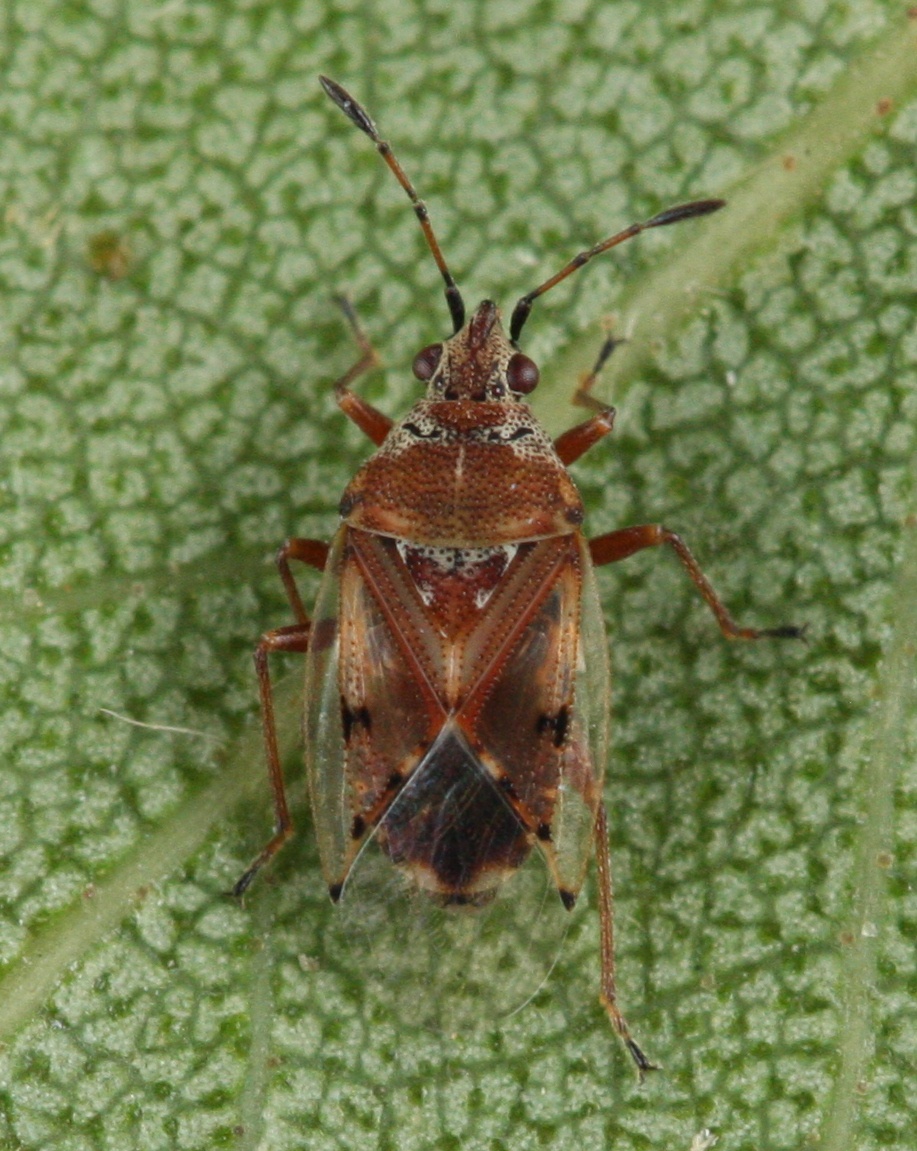 Birch Catkin Bug | NatureSpot