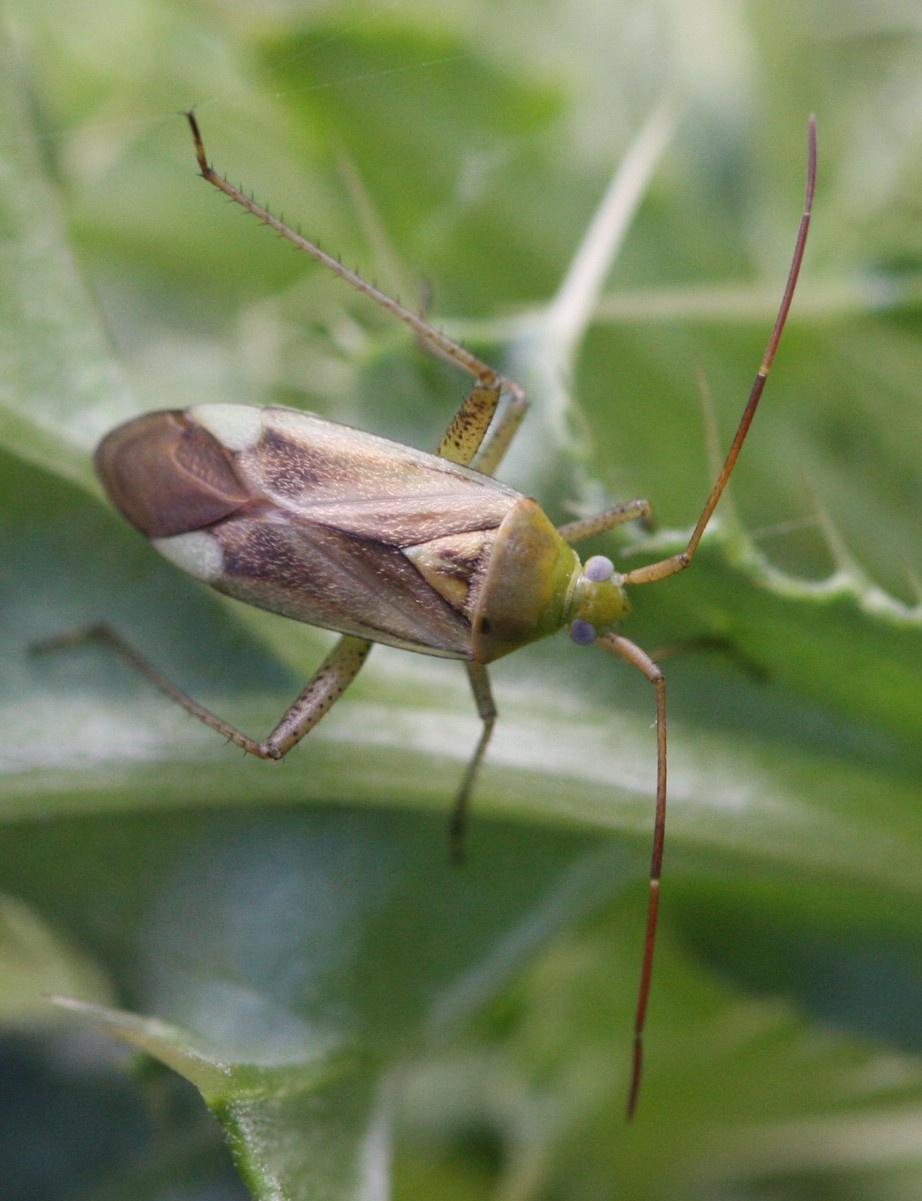 Lucerne Bug | NatureSpot