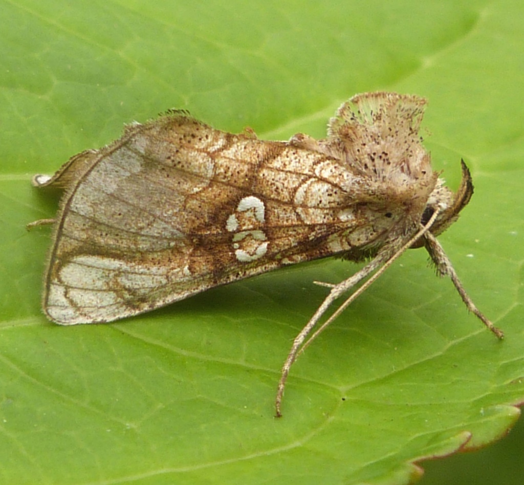 Golden Plusia | NatureSpot