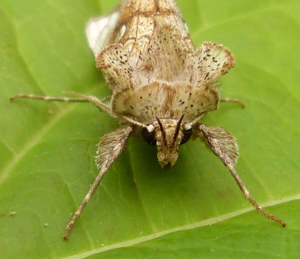 Golden Plusia | NatureSpot