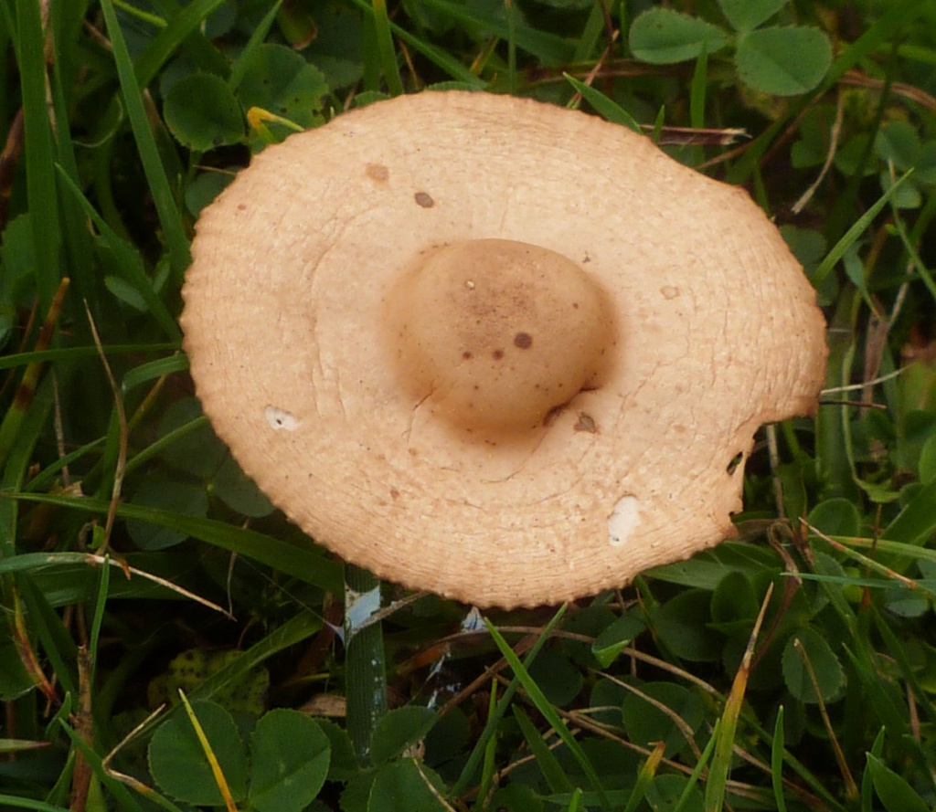 Fairy Ring Champignon | NatureSpot