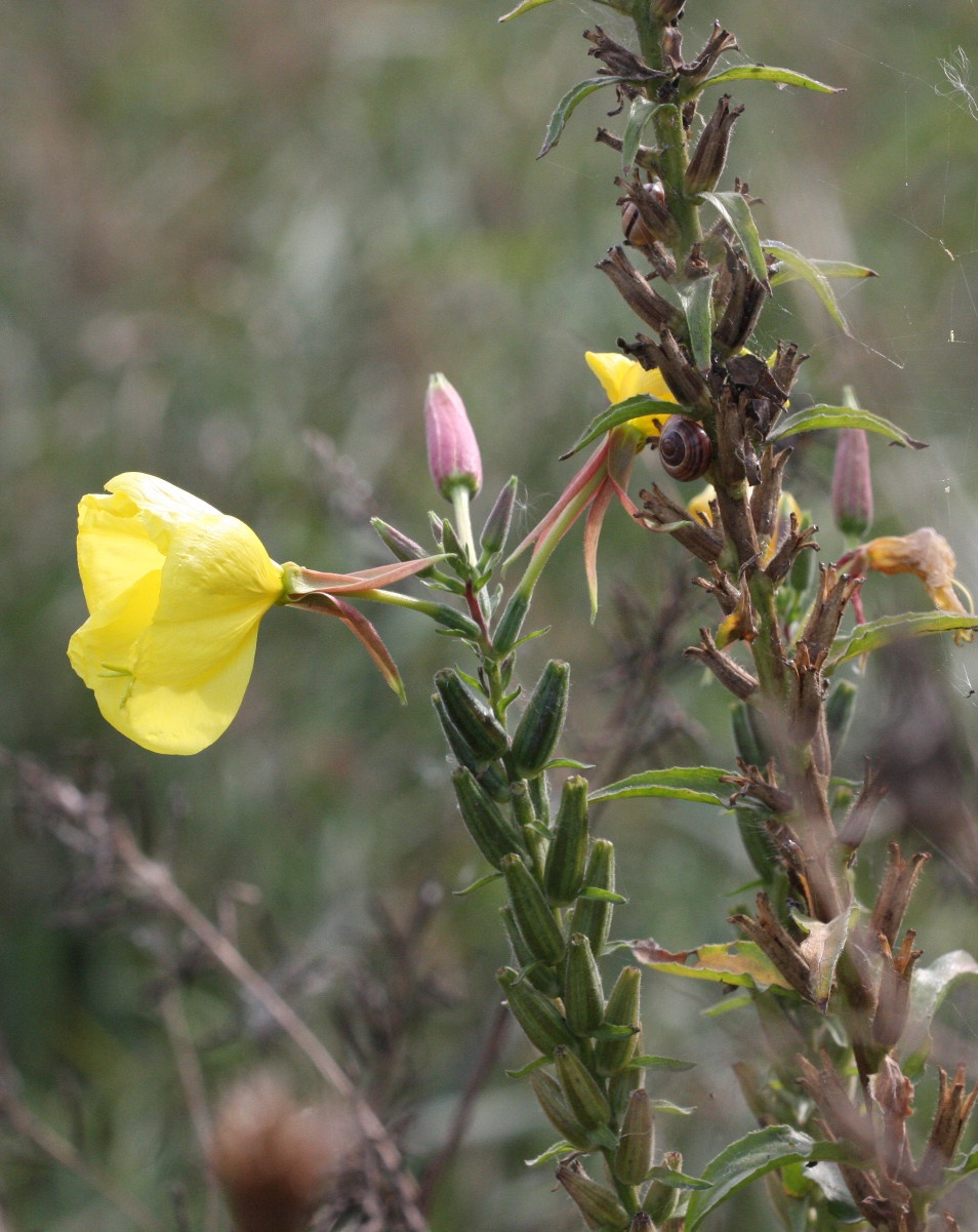 Large-flowered Evening-primrose | NatureSpot