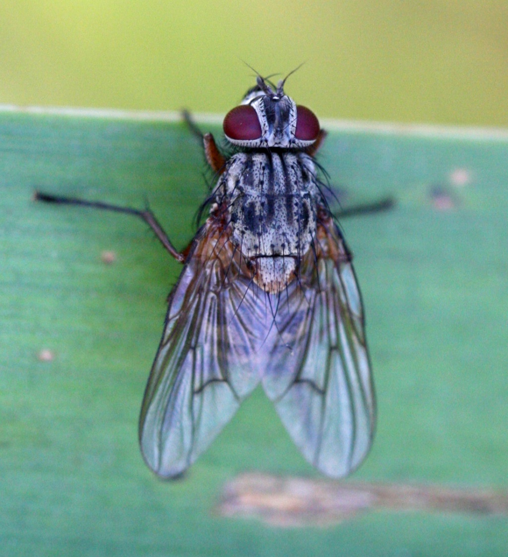 Phaonia errans | NatureSpot