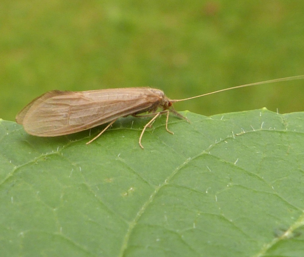 Oecetis ochracea | NatureSpot
