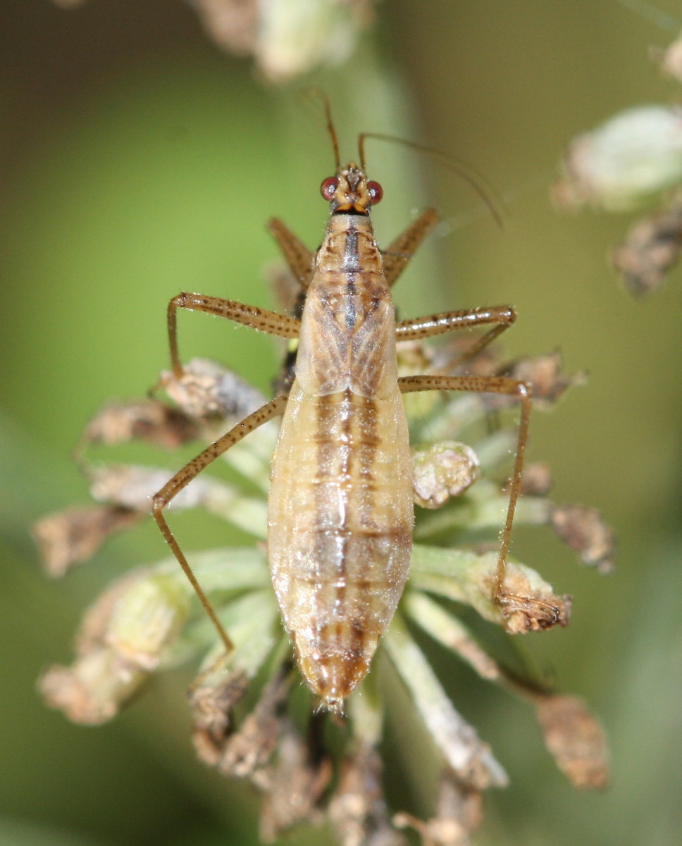 Marsh Damselbug | NatureSpot