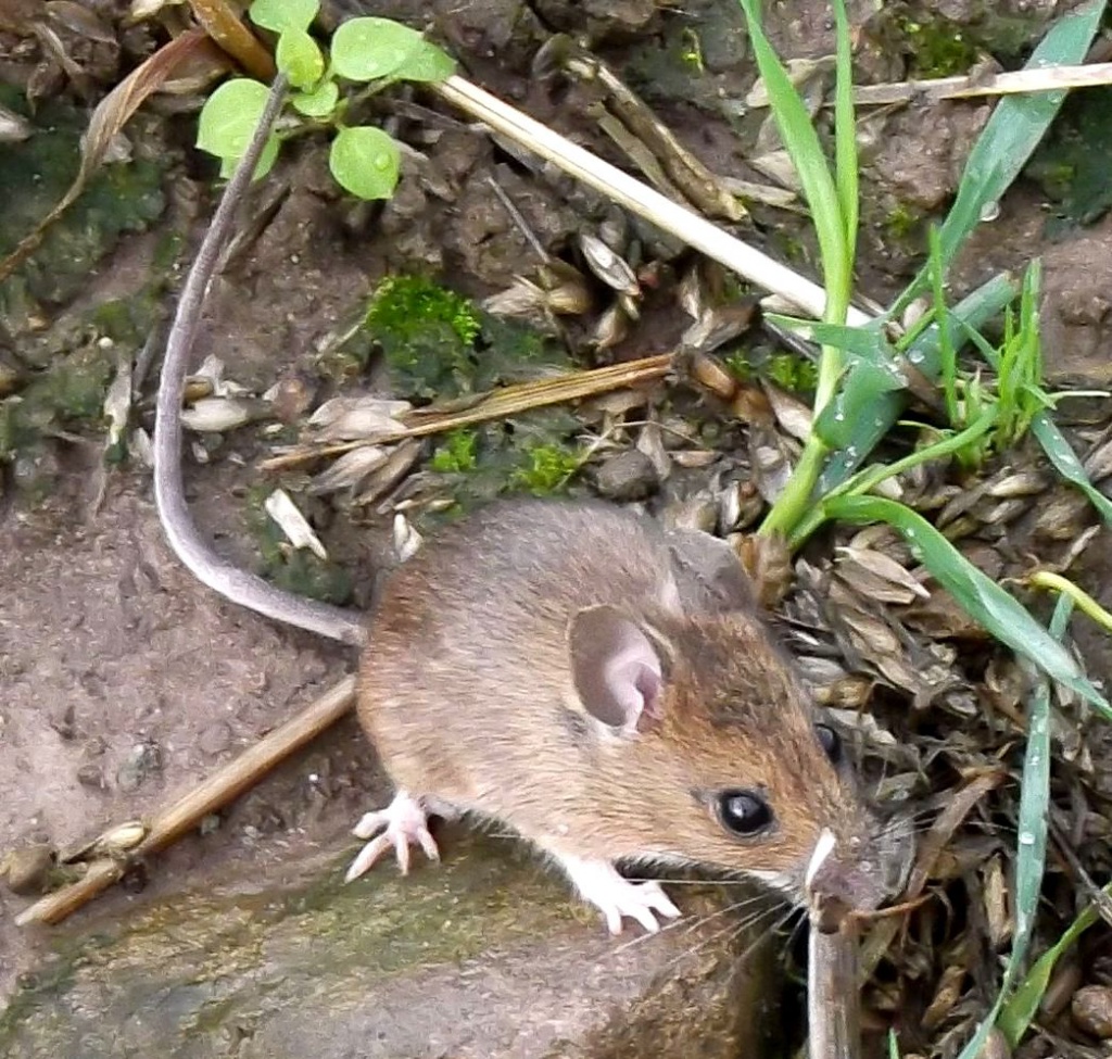 Wood Mouse | NatureSpot