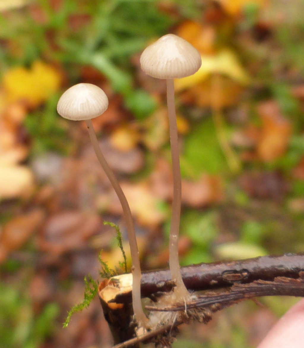 Snapping Bonnet | NatureSpot