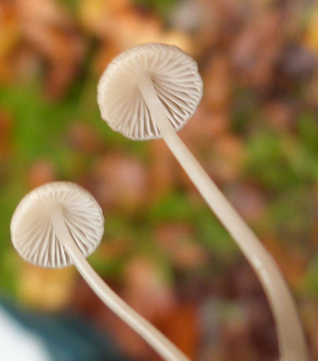 Snapping Bonnet | NatureSpot