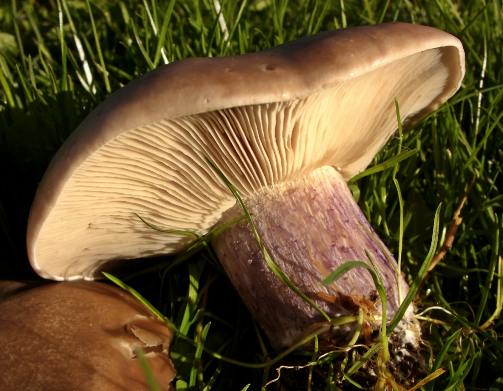 Field Blewit | NatureSpot