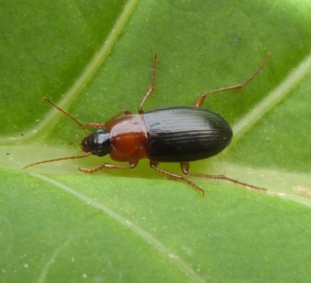 Calathus melanocephalus | NatureSpot