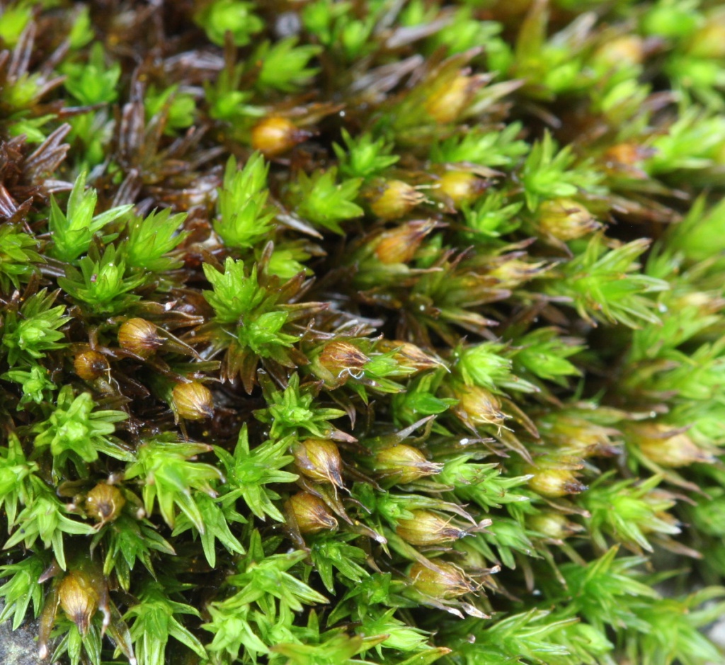 Anomalous Bristle-moss | NatureSpot