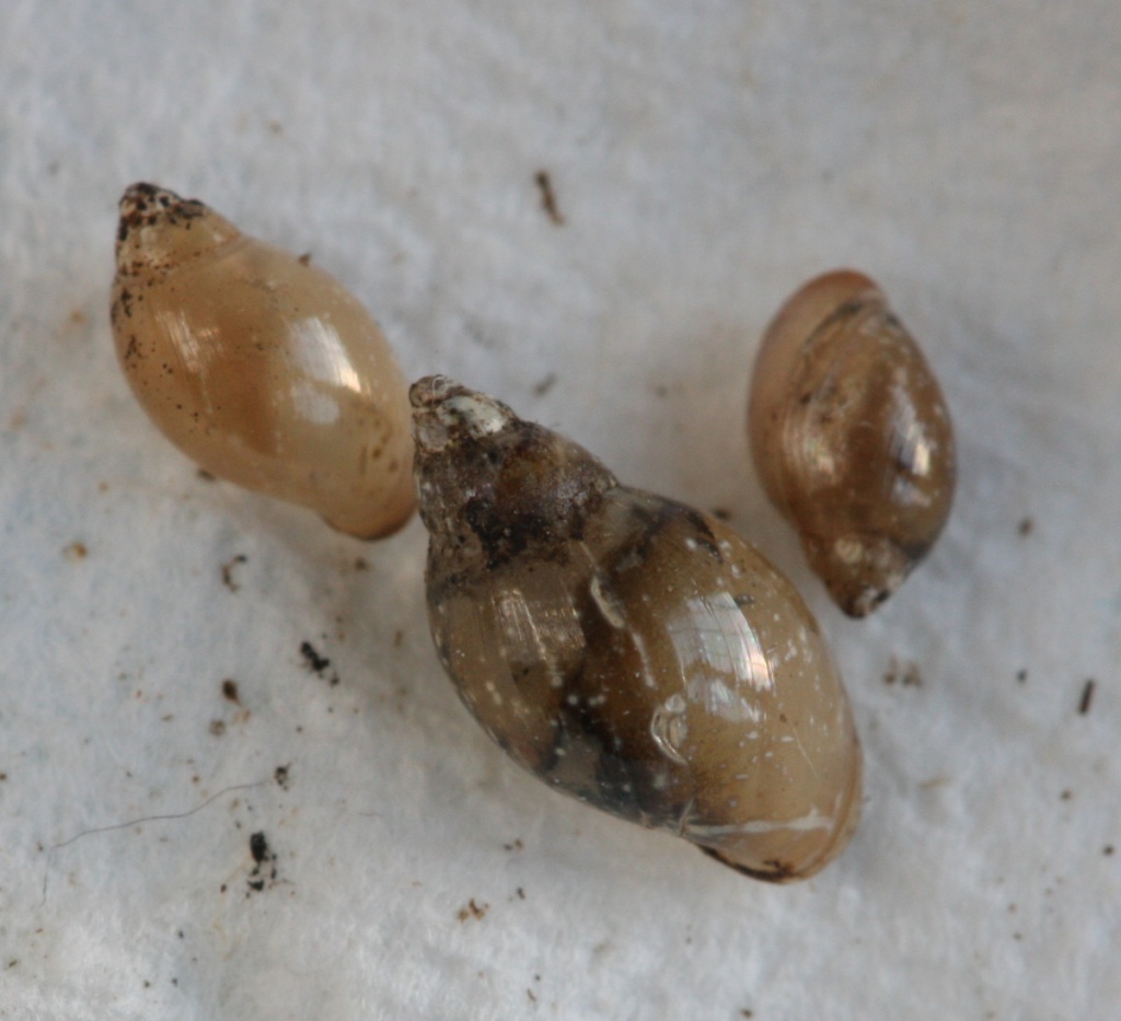 Common Bladder Snail | NatureSpot