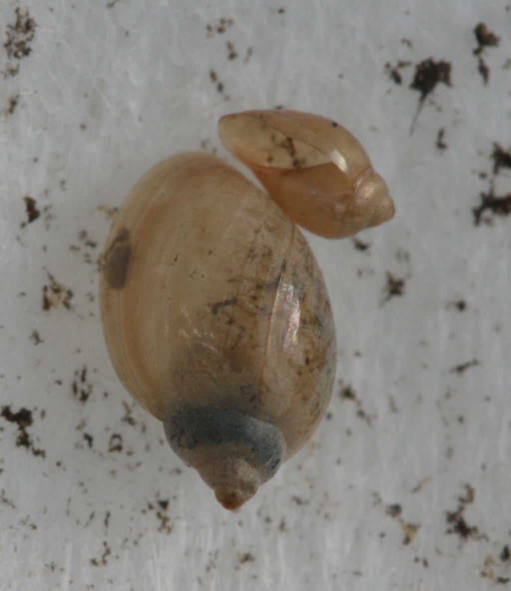Common Bladder Snail | NatureSpot