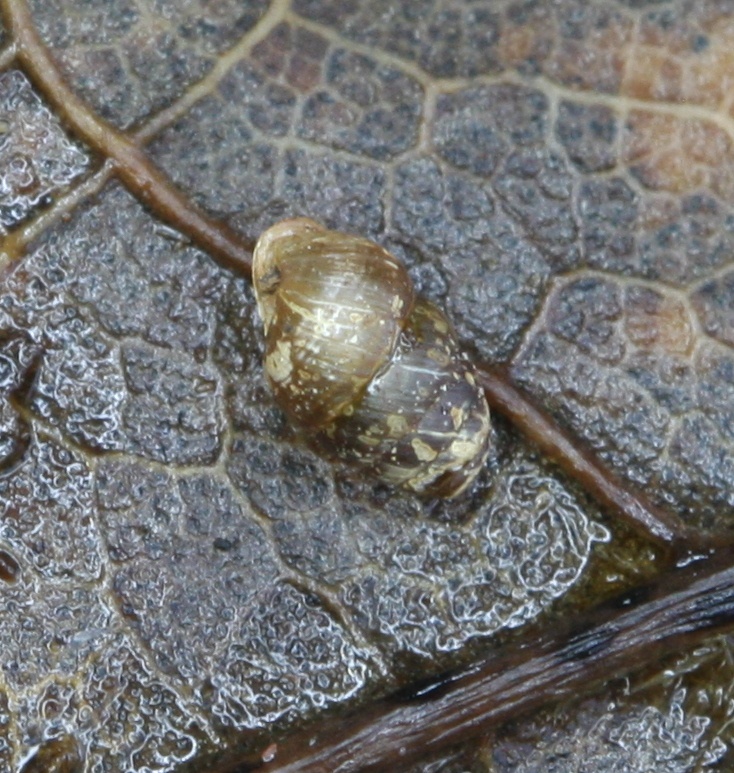 Common Chrysalis Snail | NatureSpot