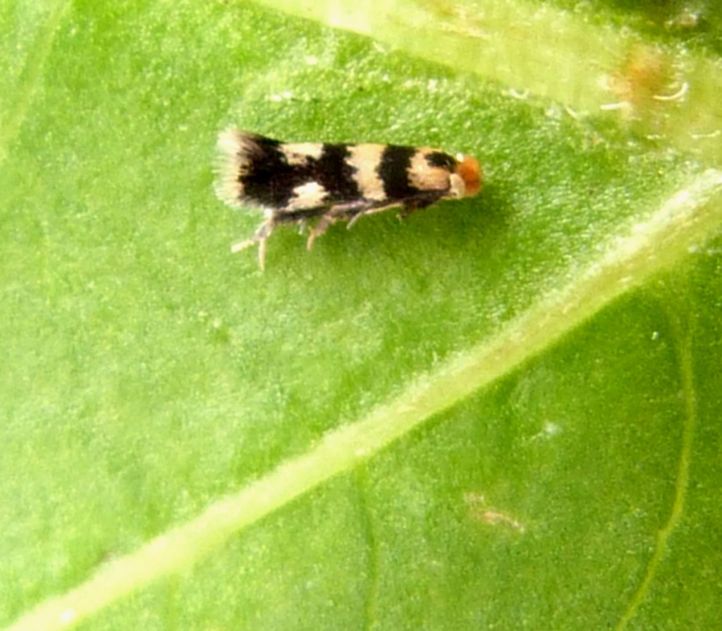 Etainia louisella | NatureSpot