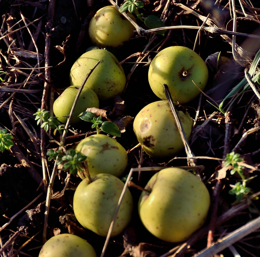 Crab Apple | NatureSpot