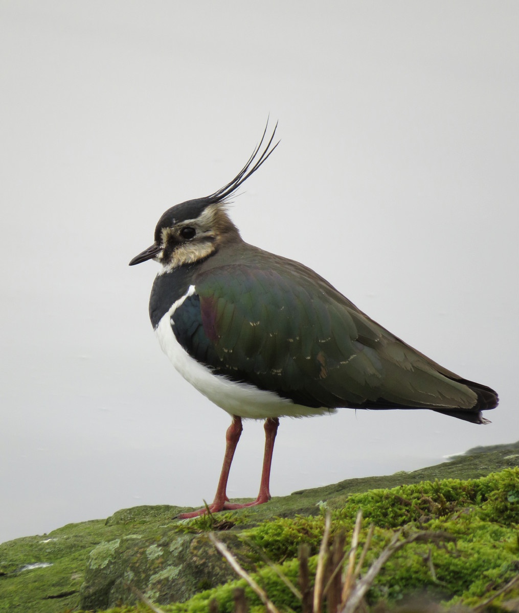 Lapwing | NatureSpot