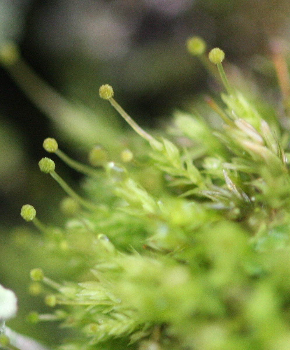Bud-headed Groove-moss | NatureSpot