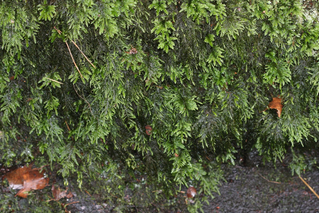 Fox-tail Feather-moss | NatureSpot