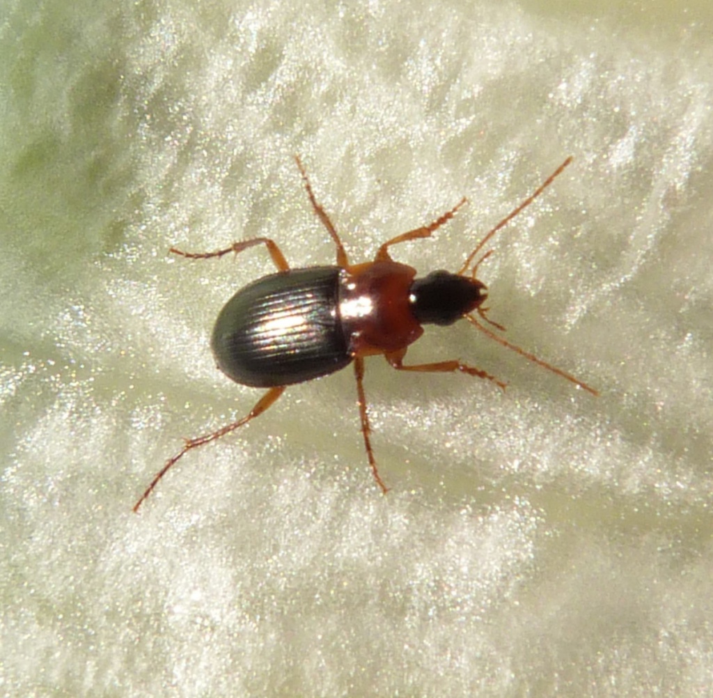 Calathus melanocephalus | NatureSpot