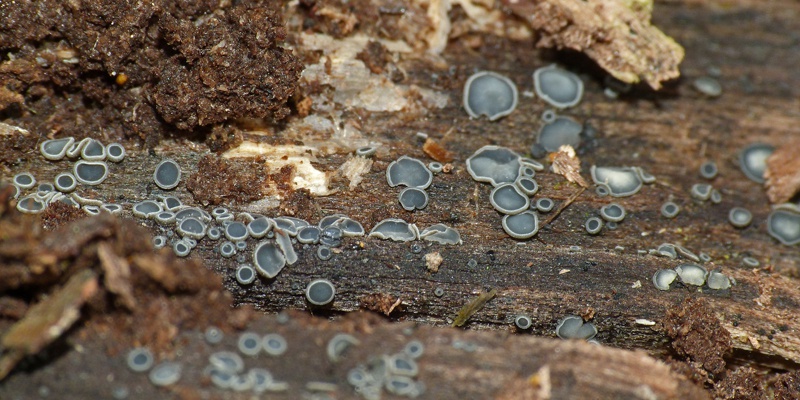 Common Grey Disco | NatureSpot