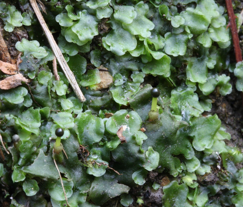 Overleaf Pellia | NatureSpot