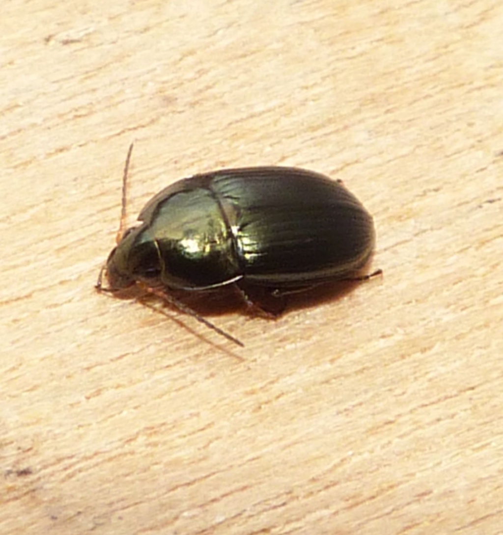 Amara ovata | NatureSpot