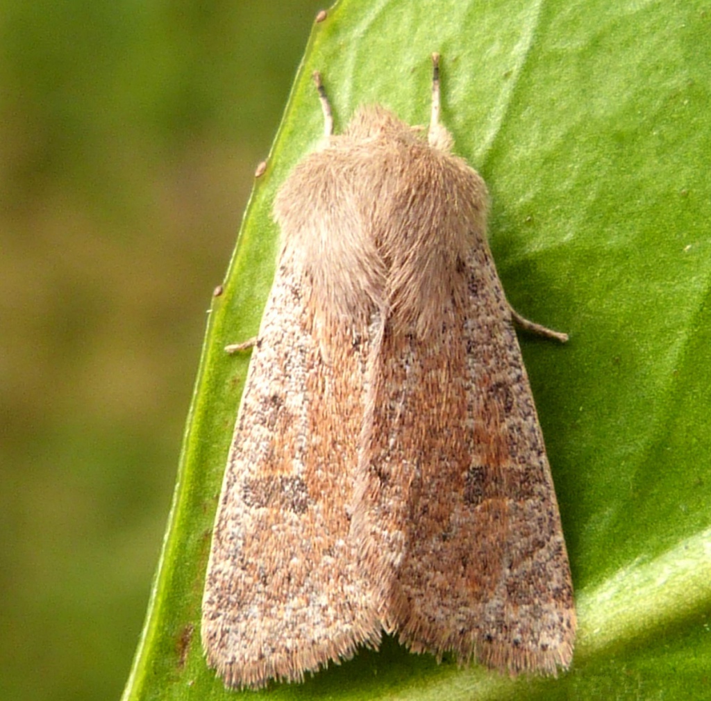Small Quaker | NatureSpot