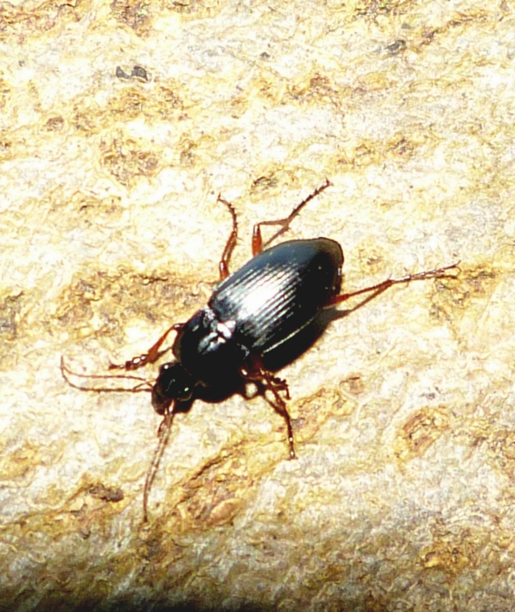 Calathus fuscipes | NatureSpot