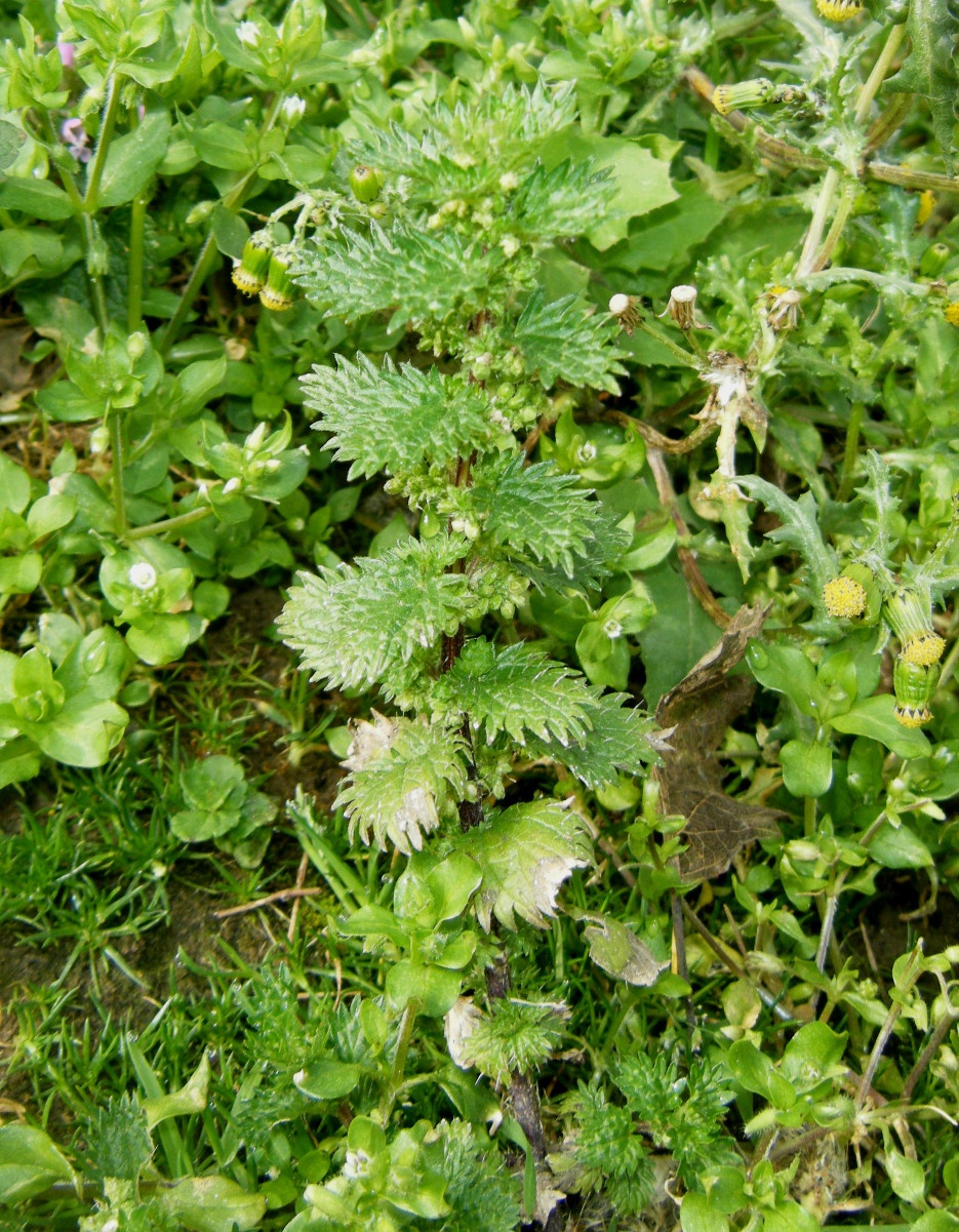 Small Nettle | NatureSpot